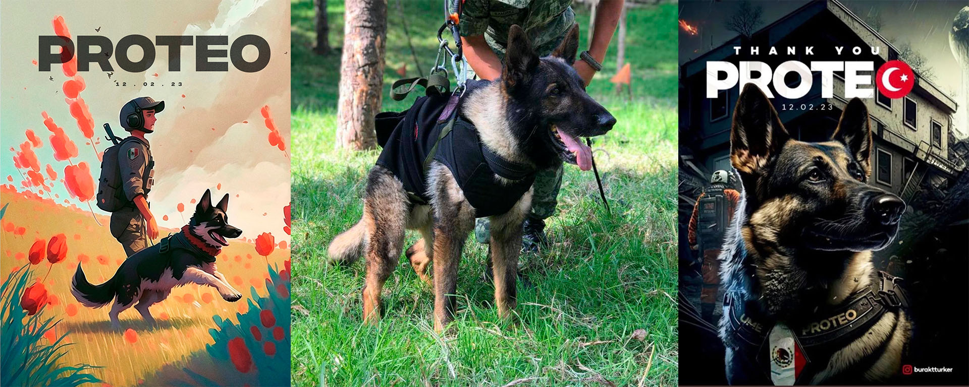 Rinden homenaje a Proteo, el perro rescatista de la Sedena que falleció ...