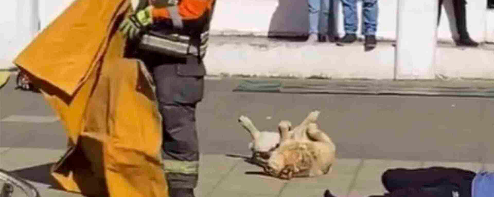 Perro participa en simulacro de choque y su actuación se vuelve viral ...